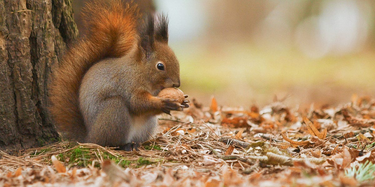 Lessons from Squirrels - by Juniper - The Mythoanimist Path