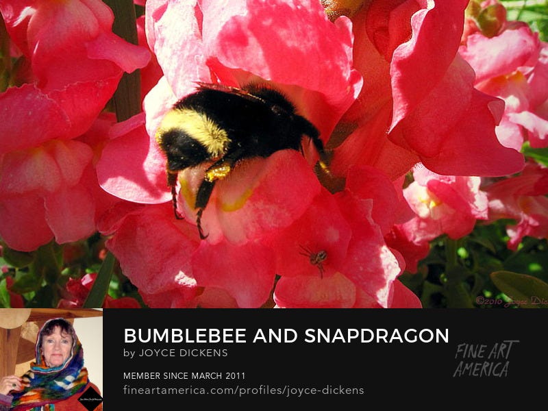 Bumblebee and Snapdragon - by Elka B
