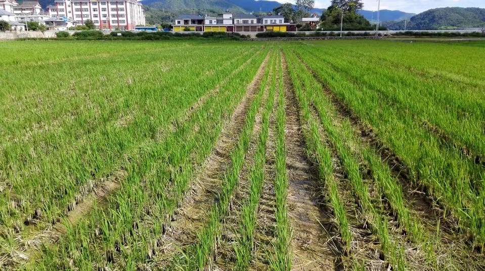 A tale of China’s perennial rice - by Ying Xue
