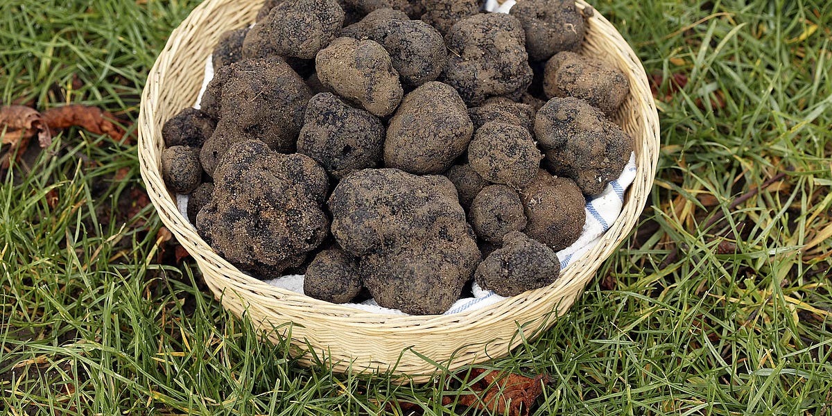 Truffles dug up in America - by Victor Block