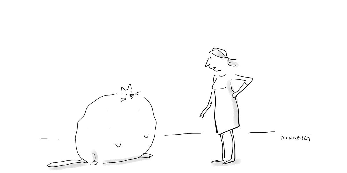 Silly Cat Drawings - by Liza Donnelly - Seeing Things