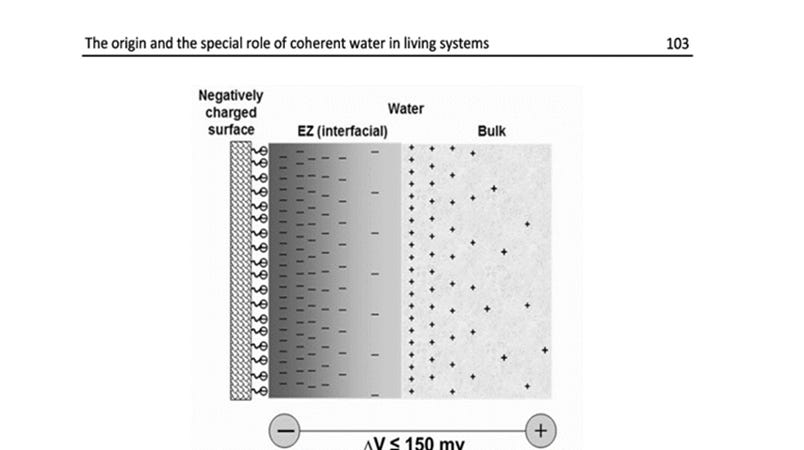BIOPHYSIOLOGY OF THE CELL - by Shawn Loomis