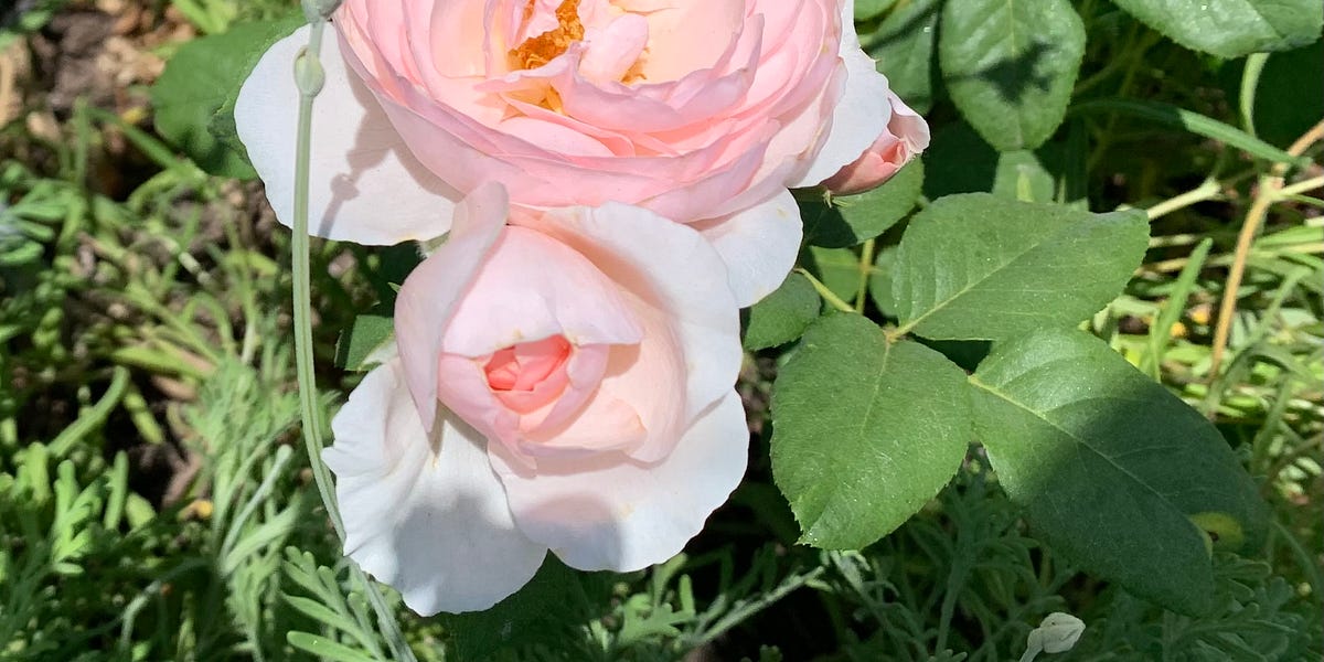 He Alone - by Chloe Willhite - Chloe’s Substack