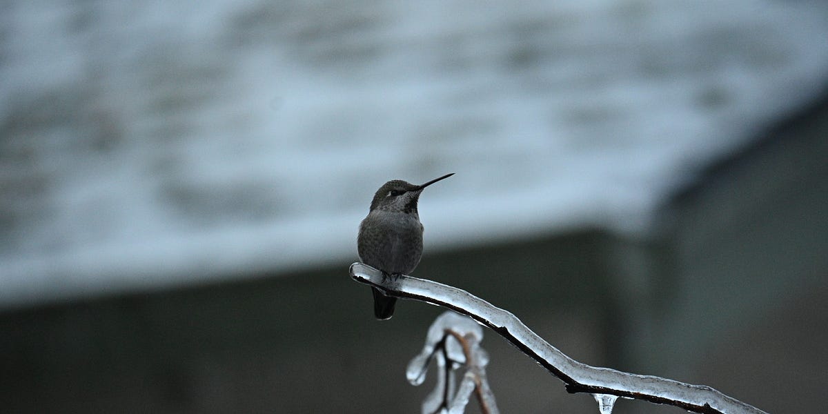 Hummingbird, Sea Shacks and Snow Tracks - by Jess Everett