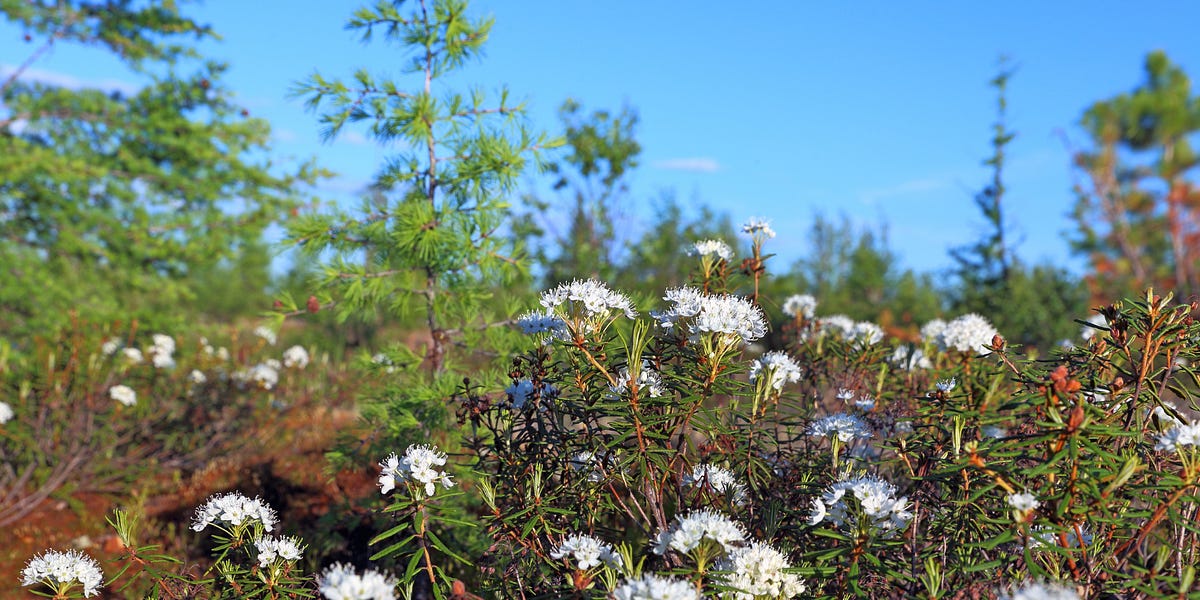 Labrador Tea - by Cassandra Quave - Nature's Pharmacy