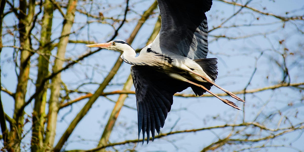 Let's do this. - by Cate Gander - Cate’s Substack