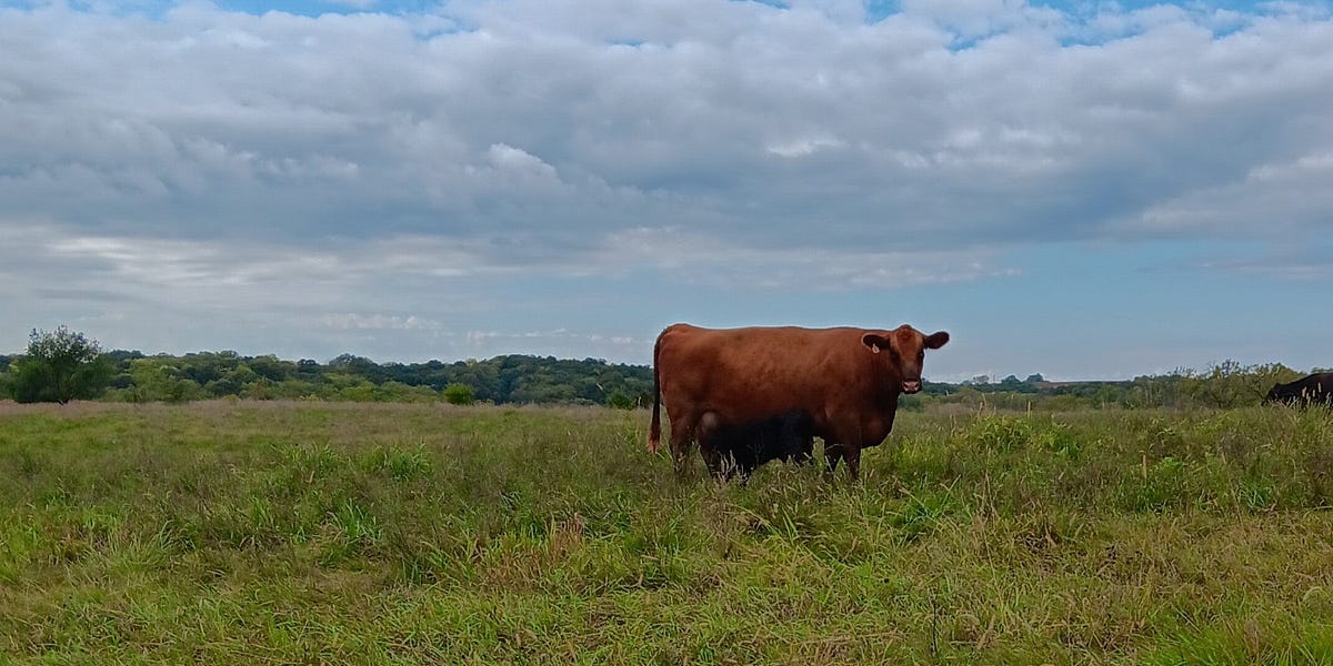 Cow Tipping Is Real - by Matt Russell