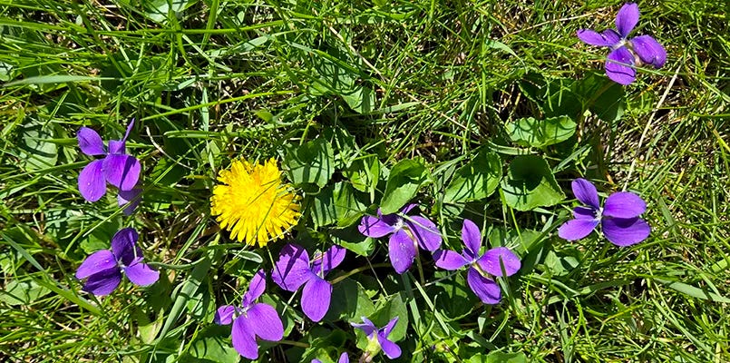 Goodbye Spring, Hello Summer - by Nicole Foor