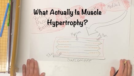 What Actually Is Muscle Hypertrophy? - by Aidan