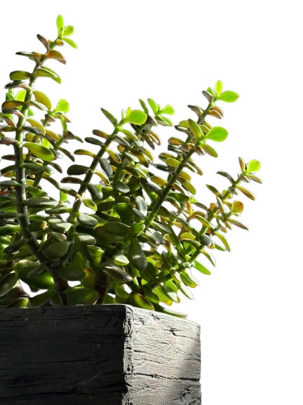 🌿💚 **Unlocking the Timeless Beauty of the Jade Plant: A Comprehensive ...