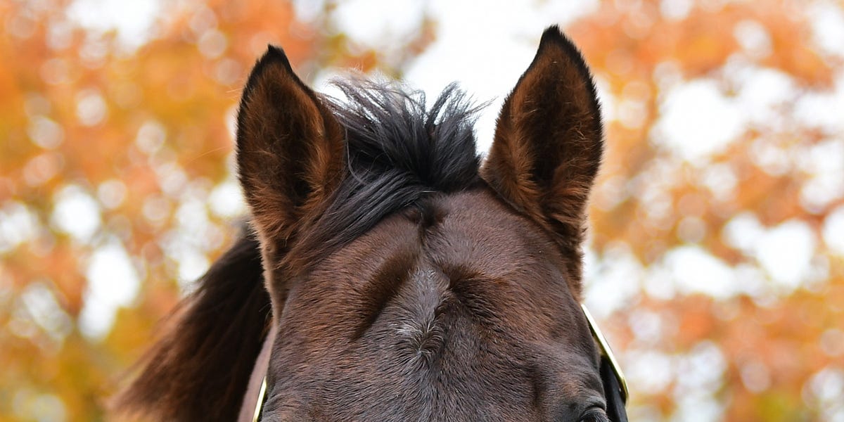 Sire line detours - by Sid Fernando + Frances J Karon