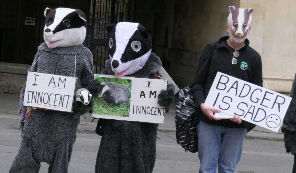 Newly released figures show the badger cull is far from winding down
