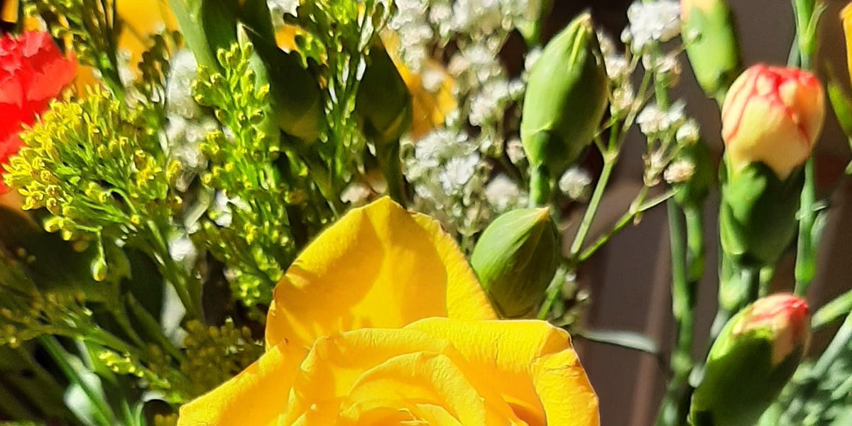 Lessons from a Rose - by Hannah-May Batley