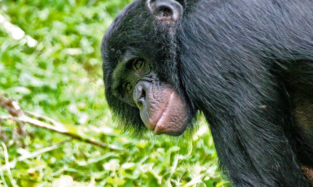 Why do male bonobos have such low body fat? - John Hawks
