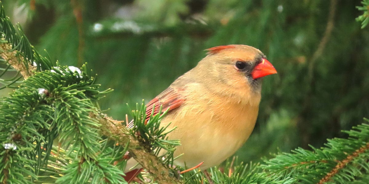 Join a Christmas Bird Count Near You Join a Christmas Bird Count Near You