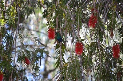 Travelers on the Path - Zen Peacemakers