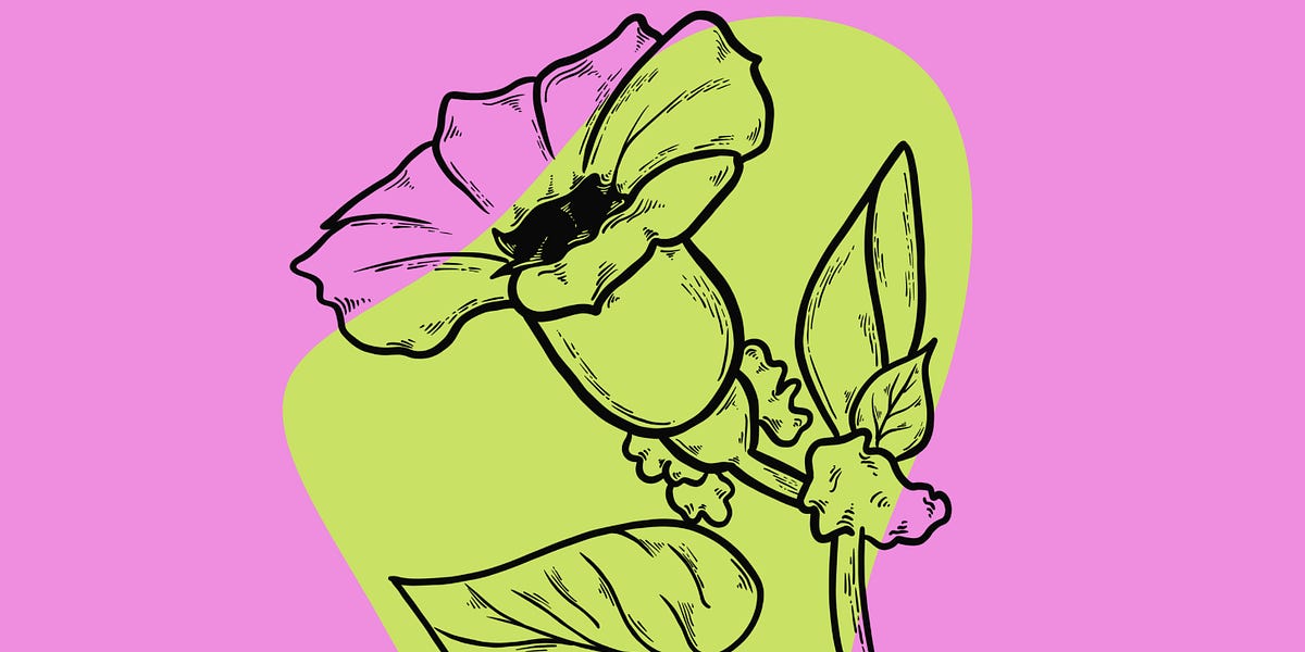 Hawaiian Baby Woodrose Seeds (HBWR): Naturally-Occurring LSA