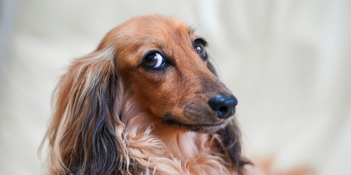 NTMP 107: DIKFAB - by Toni McLellan - New-To-Me Phrases