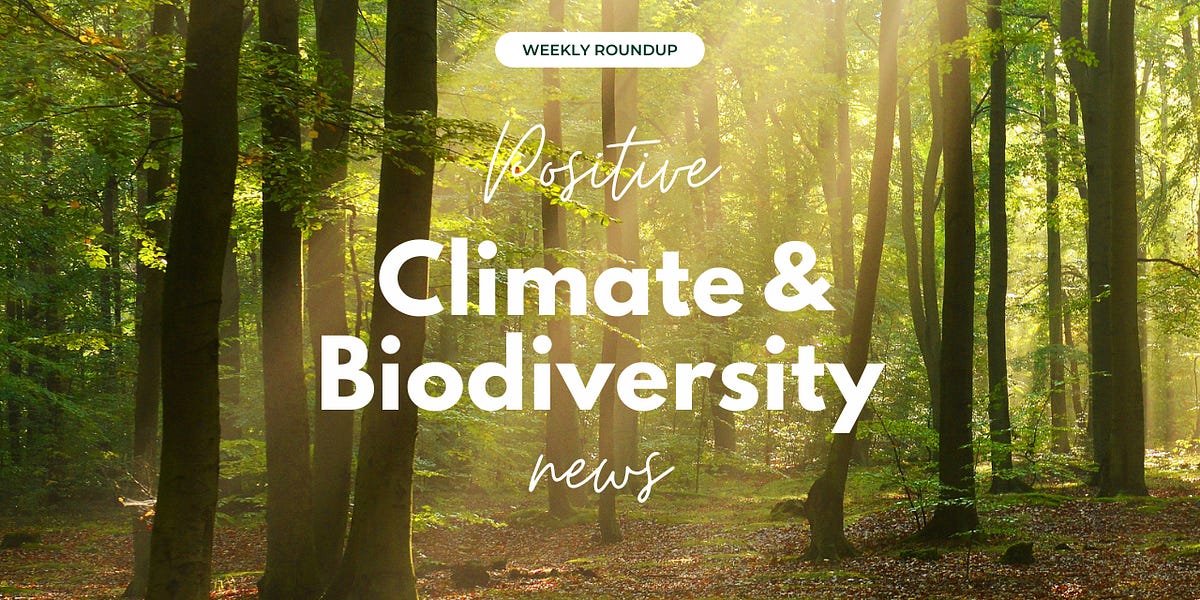Positive Climate & Biodiversity News #42 - by Alya Annabi