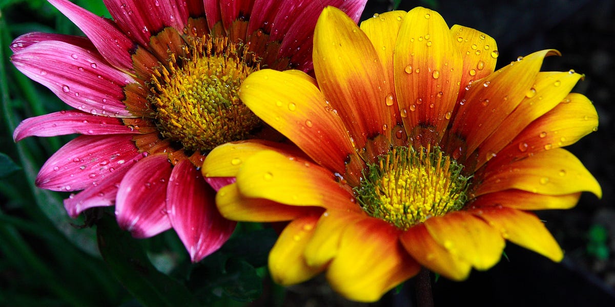 What you need to know before entering the Coronado Flower Show