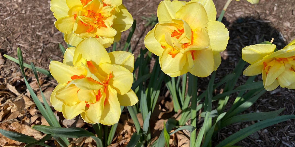 March 15 to April 15 Moon Sign Management