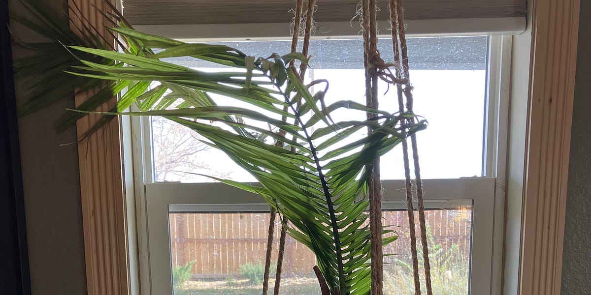 Why are you like this? - by Perrin Pring Author