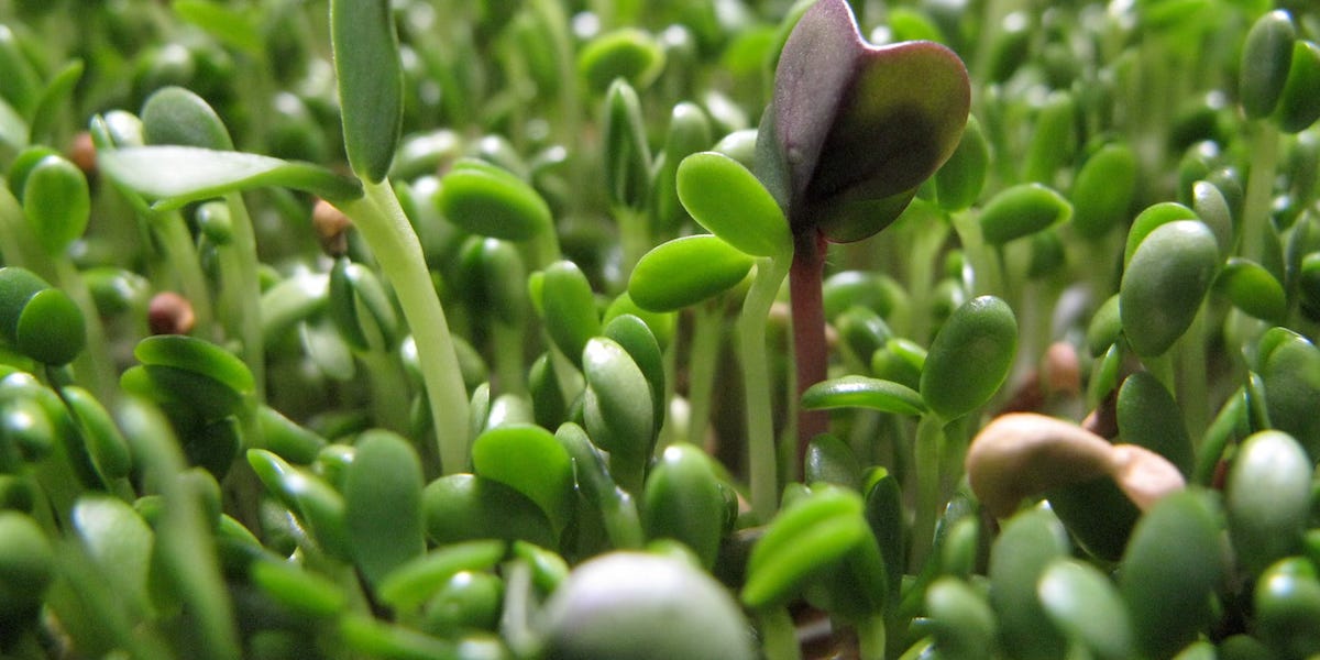 We're All About the Seeds - Sproutpeople’s Newsletter