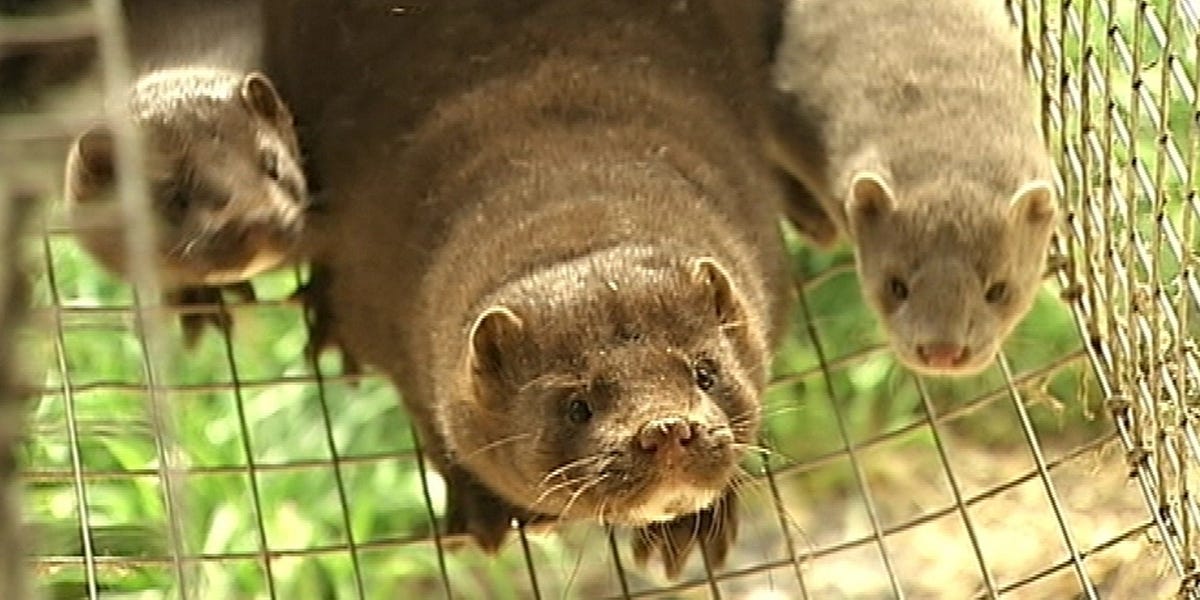 Subscriber "Cull" Underway - Proton Magic & Co.