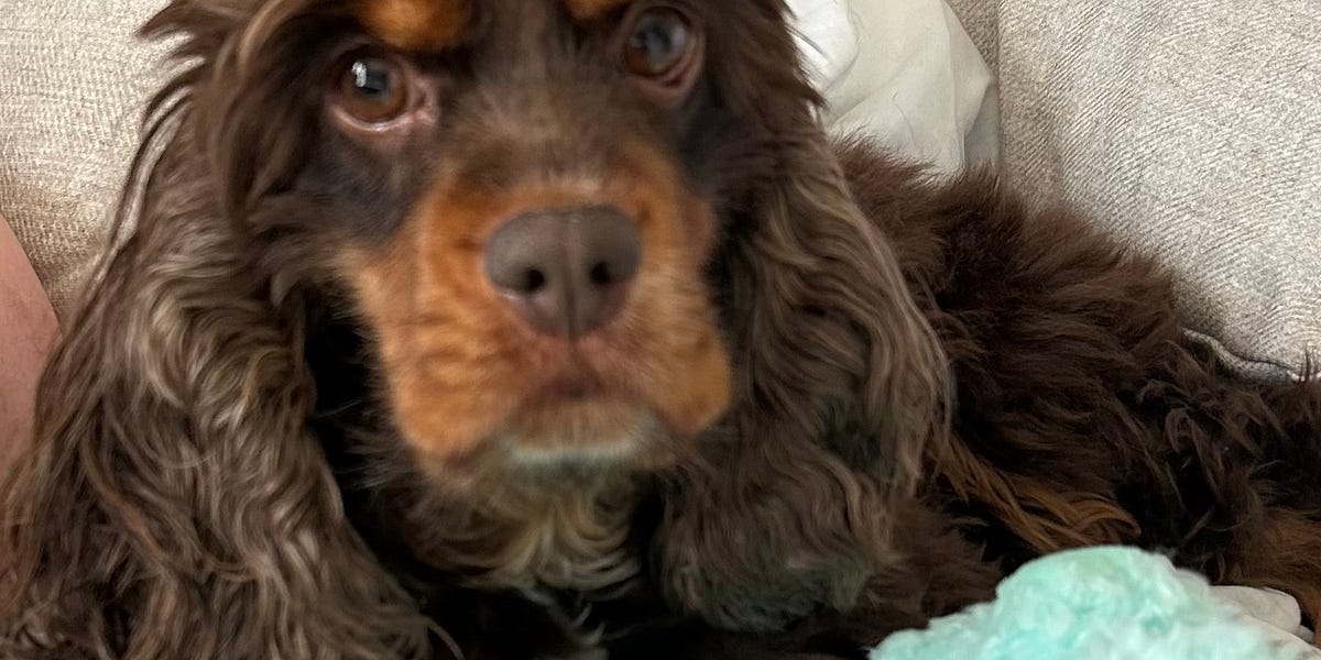 Honeyblossom Tree (2018 - 2024) - by Rafael Frumkin