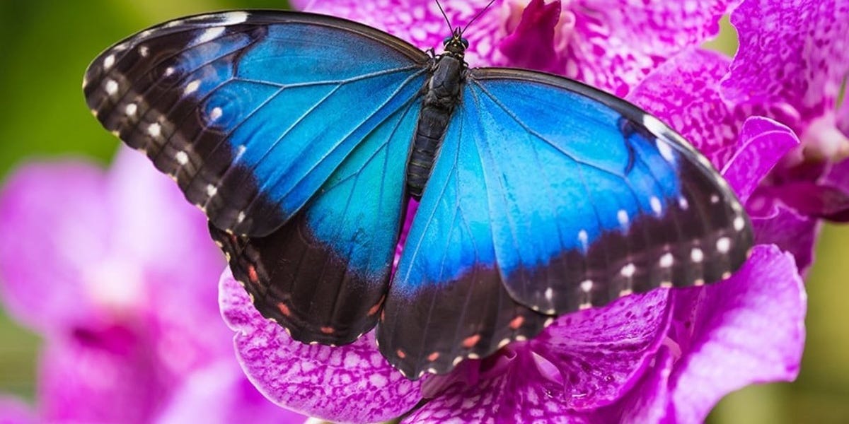 Big Belly Butterflies - by Marcel Cramer
