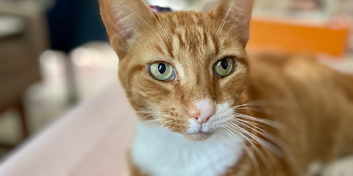 Another Farewell - by Jilly MacDowell - Cat Lady | Substack