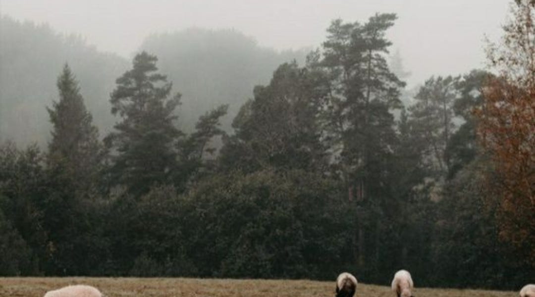 The Sheep: a Discussion on God as Shepherd