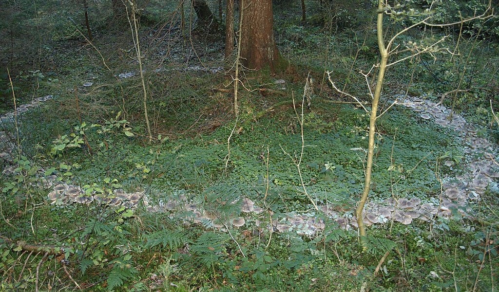 Week 3, 2024 - by Declan Bond - Declan’s Substack