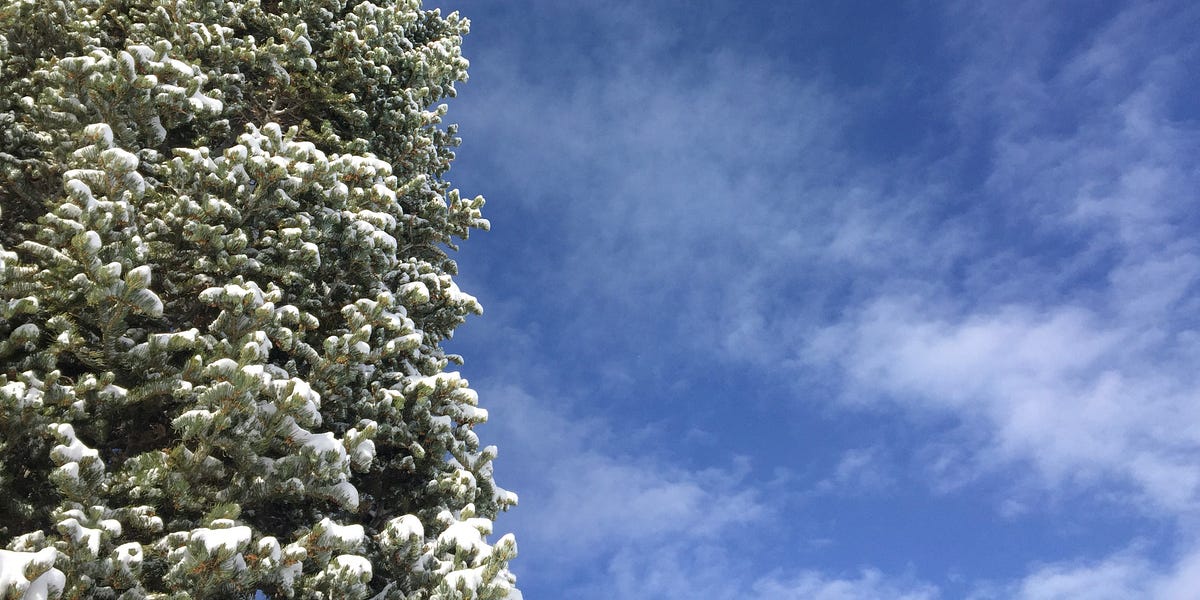 Blue Blazes - by Nicole Parsons - Shrine of the Real