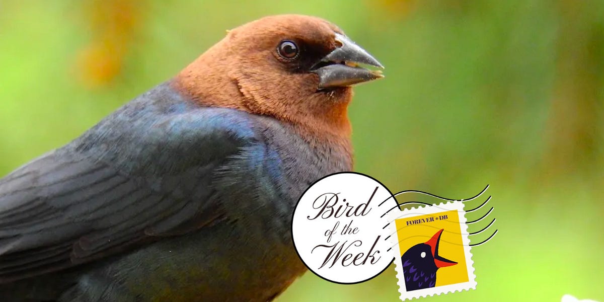 Bird of the Week: Cowbirds - by Jack Mirkinson