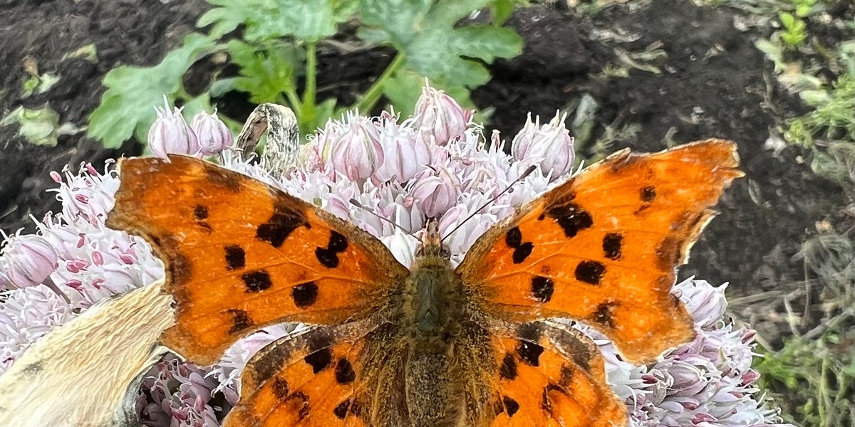 DESIGNING FOR BUTTERFLIES