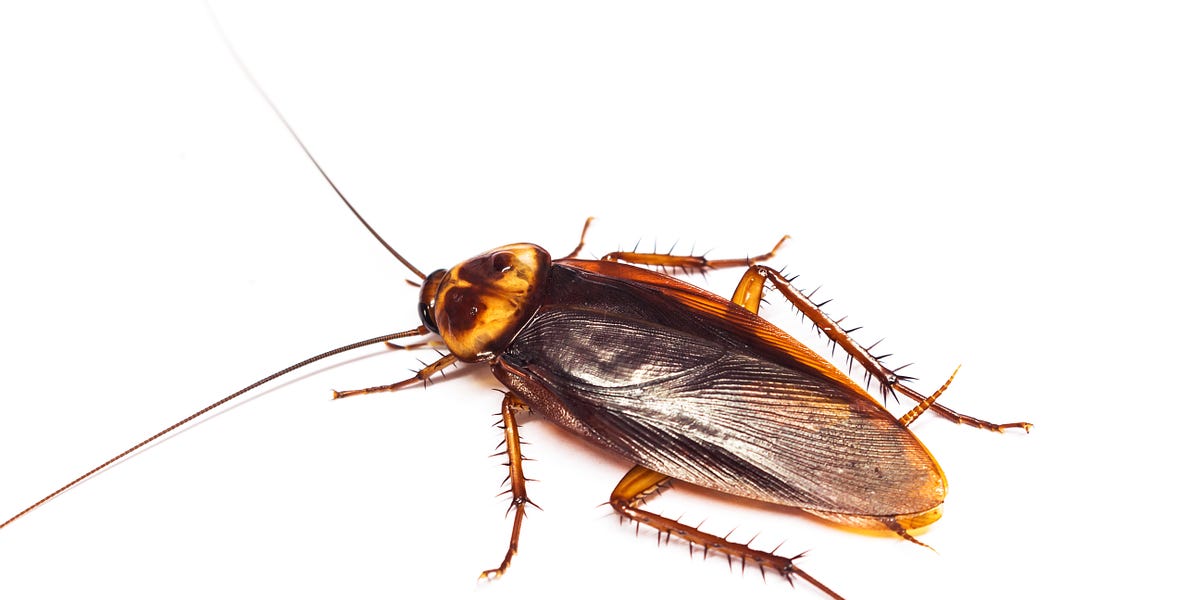 Cockroach Milk? No Thanks - Ian Haworth