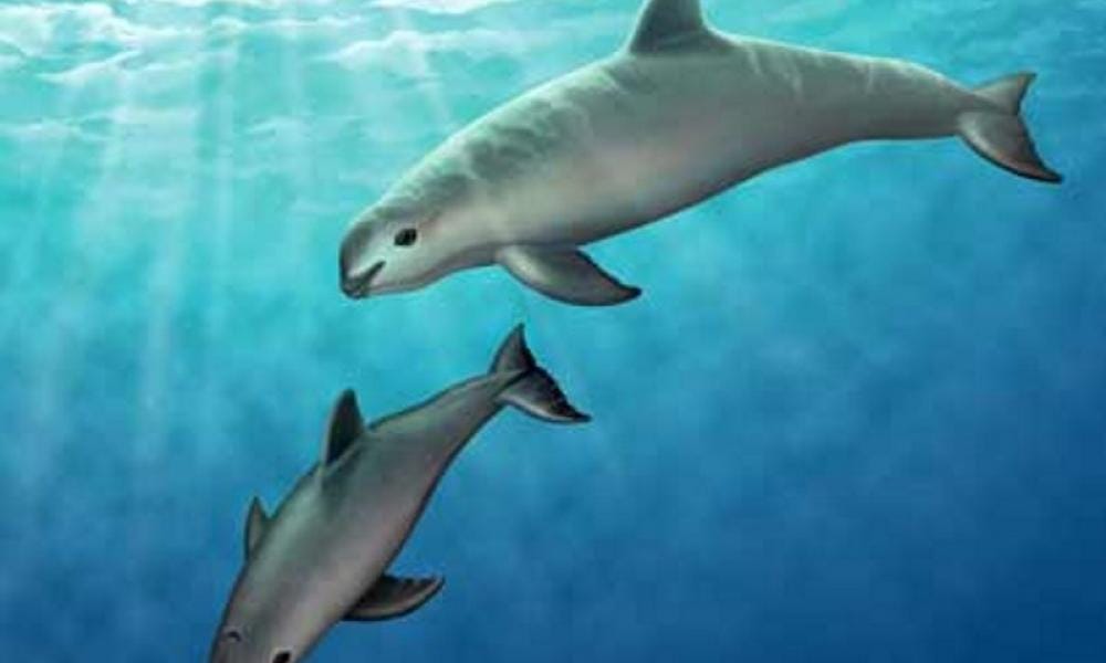 Chinese Demand for Exotic Fare Drives Extinction Half a World Away