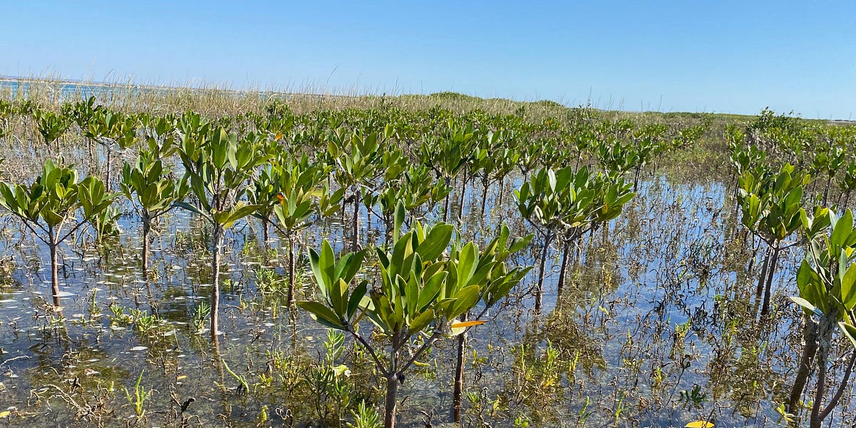 The False Promise of Blue Carbon - by Neal Spackman