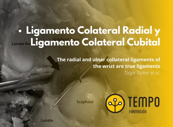 Ligamento colateral radial y ligamento colateral cubital