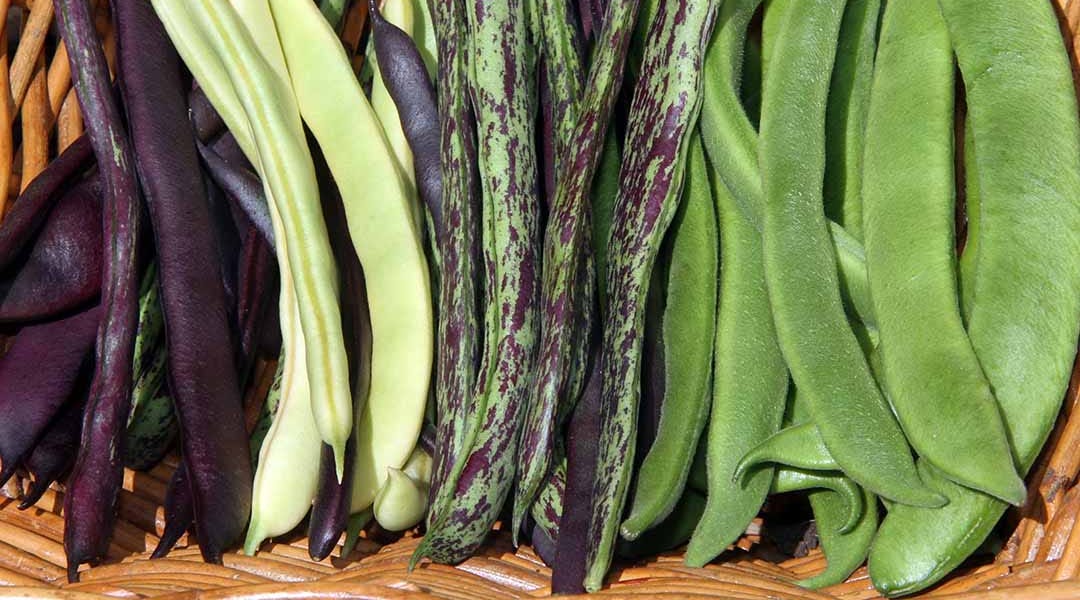 How to Grow Beans - by Duncan Cocking - Leaf, Root & Fruit