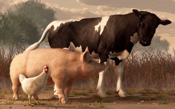 The Complete Guide to Beef Tallow - by Really Tan Man