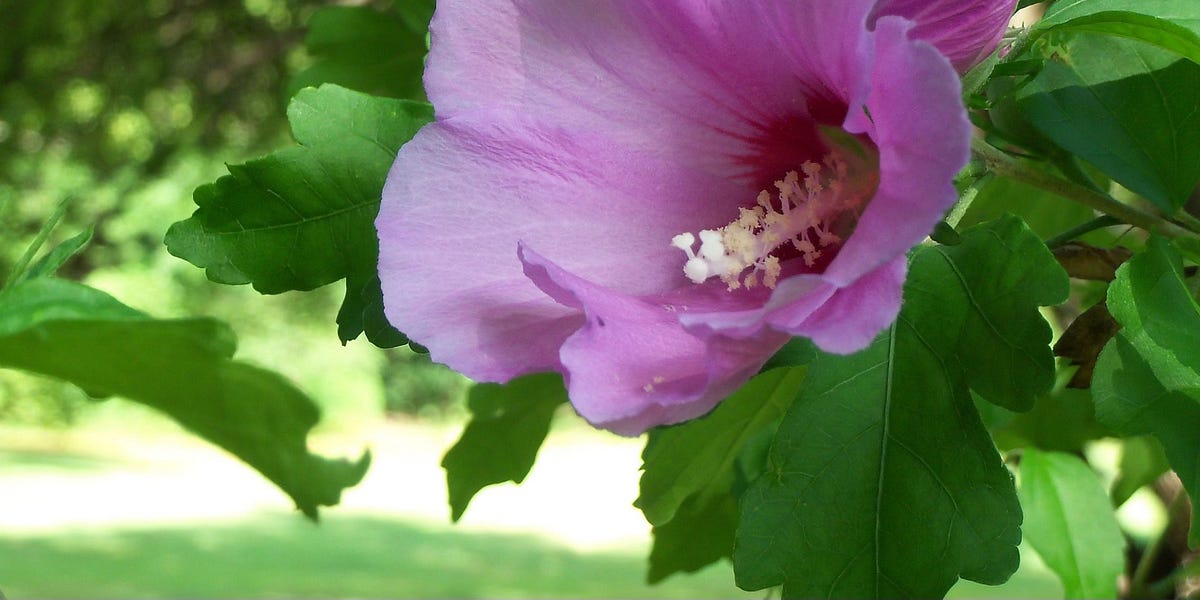 Medicinal tree and shrub propagation - by Anne Stobart