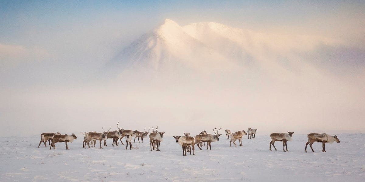 Where are all the caribou? - by Neil Shea