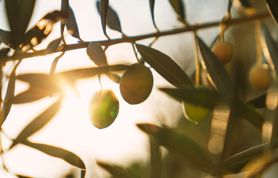 Medicinal Benefits of Olive Leaf (Olea europaea L.)—Homestead Herbalist