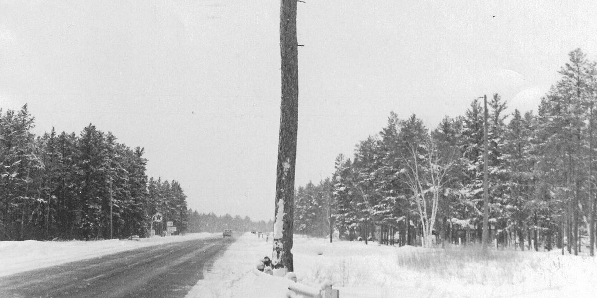The Lone Pine - by Jill Swenson