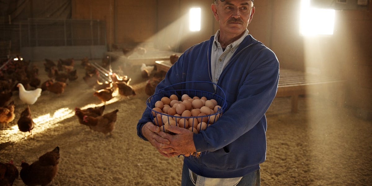 Poultry and Perfection: the True Taste of Chicken