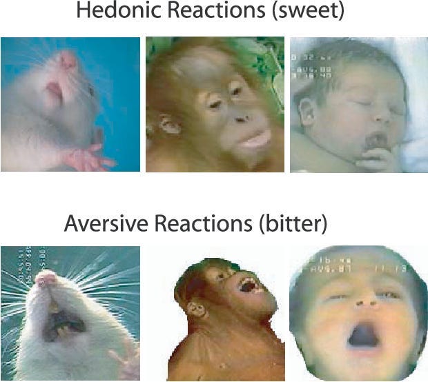 Dopamine: Everything you need to know