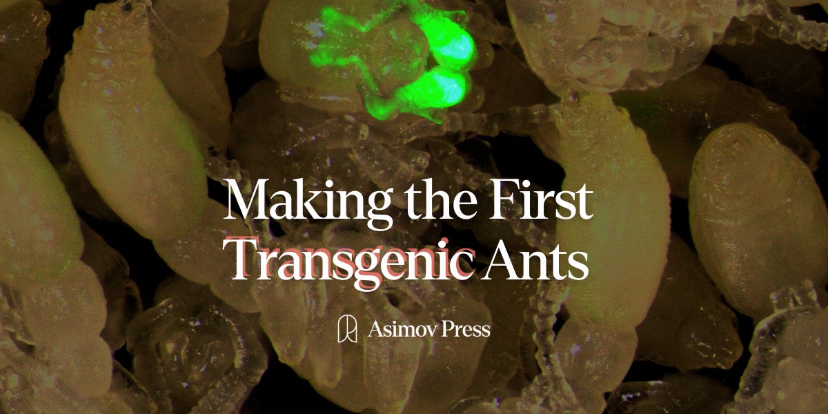Making the First Transgenic Ants - Asimov Press