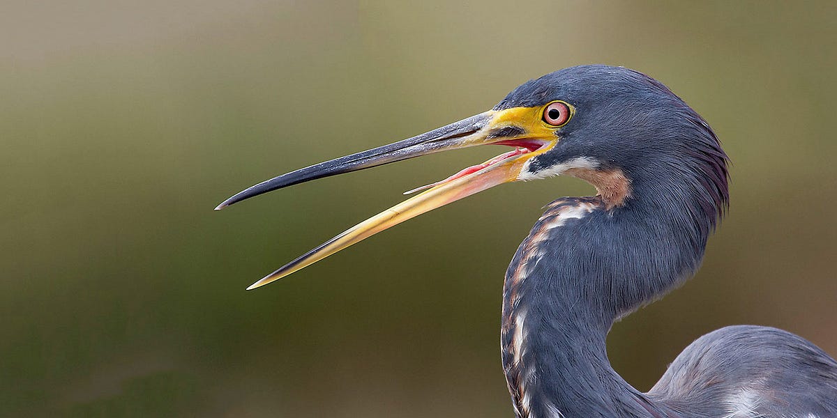 The Chasing Nature Index - by Bryan Pfeiffer